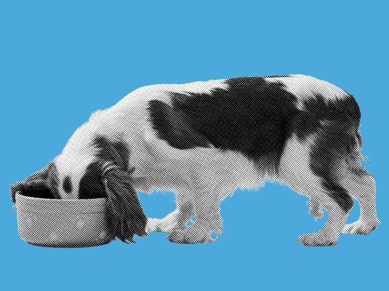 What’s wrong with my dog’s dinner? – Grubbo Sustainable Petfood