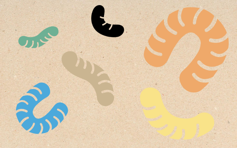 Why is insect protein so good for your dog and the planet? – Grubbo ...